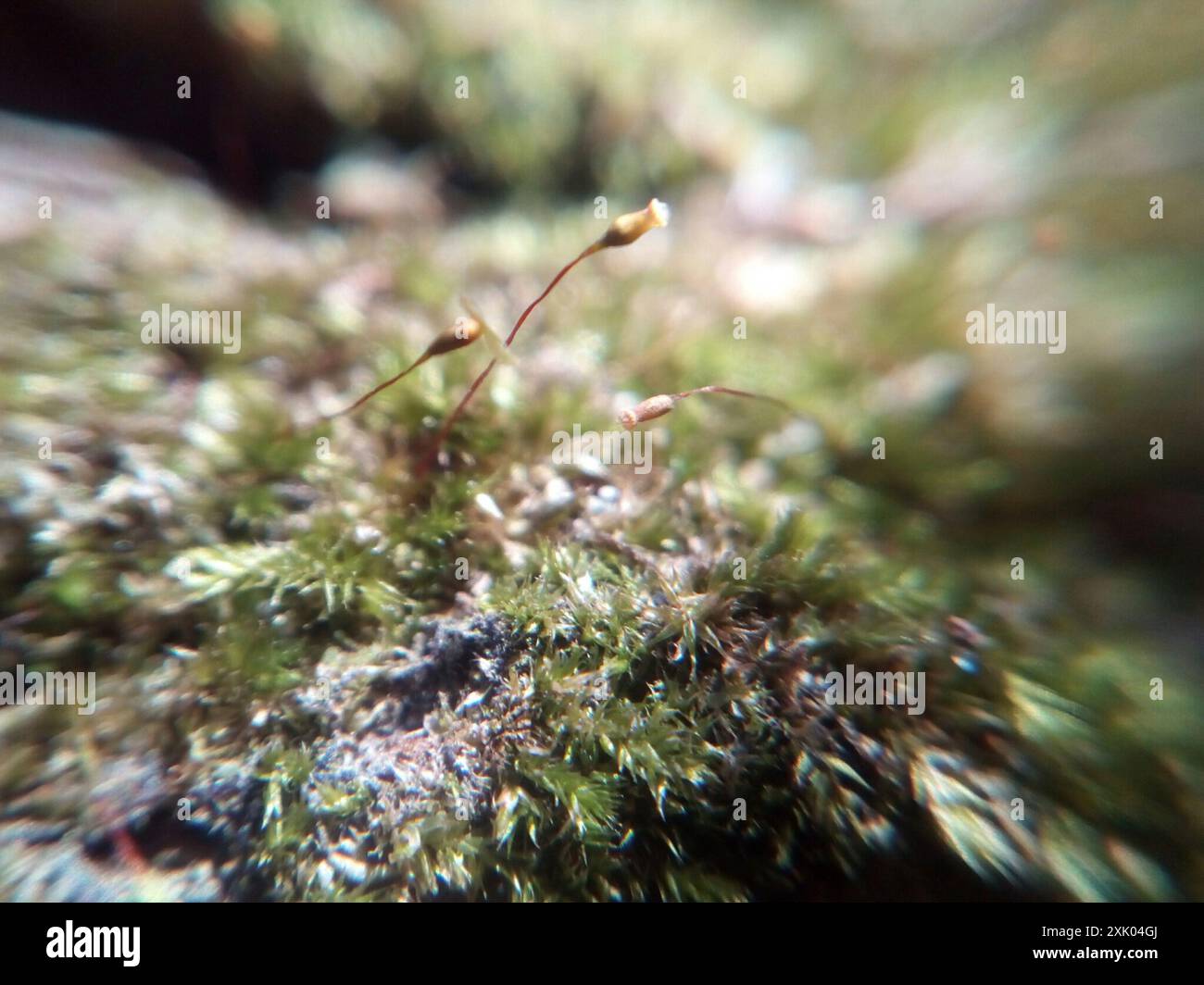 joint-toothed mosses (Bryopsida) Plantae Stock Photo - Alamy