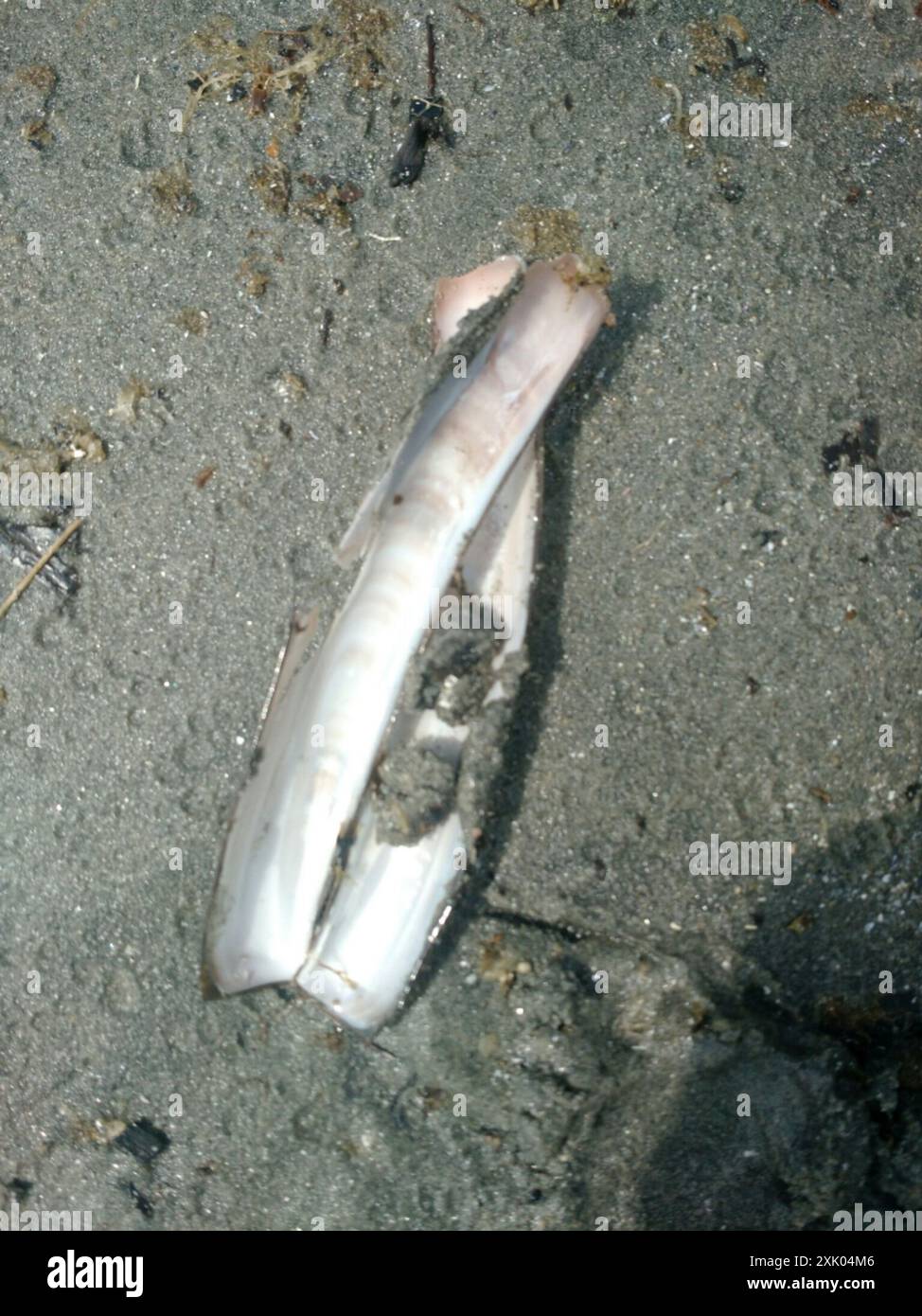 Atlantic Jackknife (Ensis leei) Mollusca Stock Photo - Alamy
