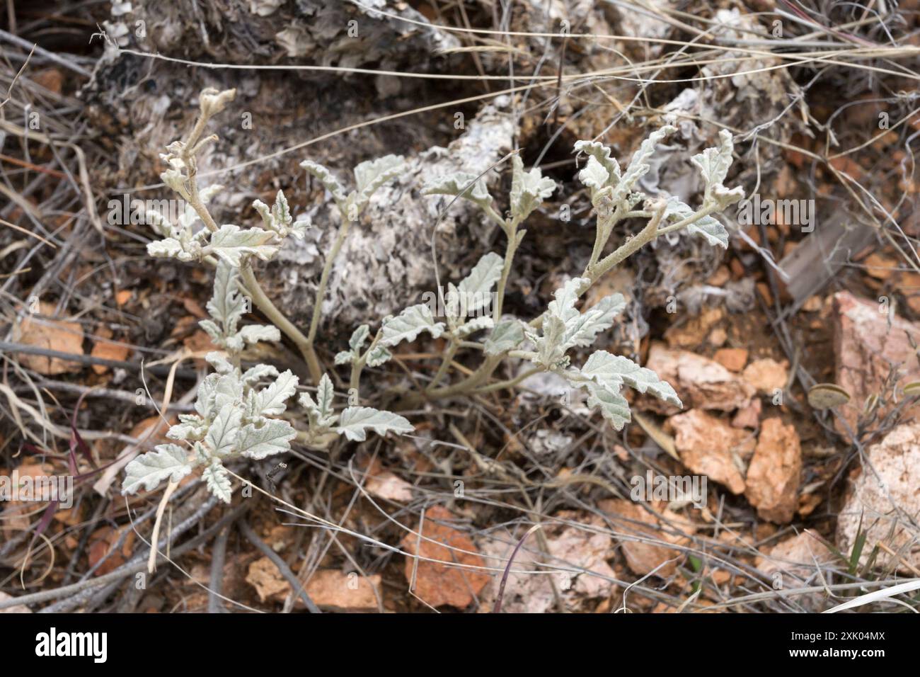 spear globemallow (Sphaeralcea hastulata) Plantae Stock Photo - Alamy