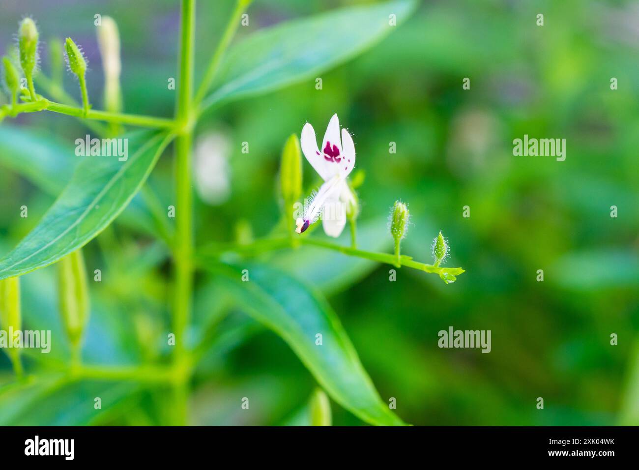 Andrographis paniculata fresh Thai herbal medicine herbs organic plant ...