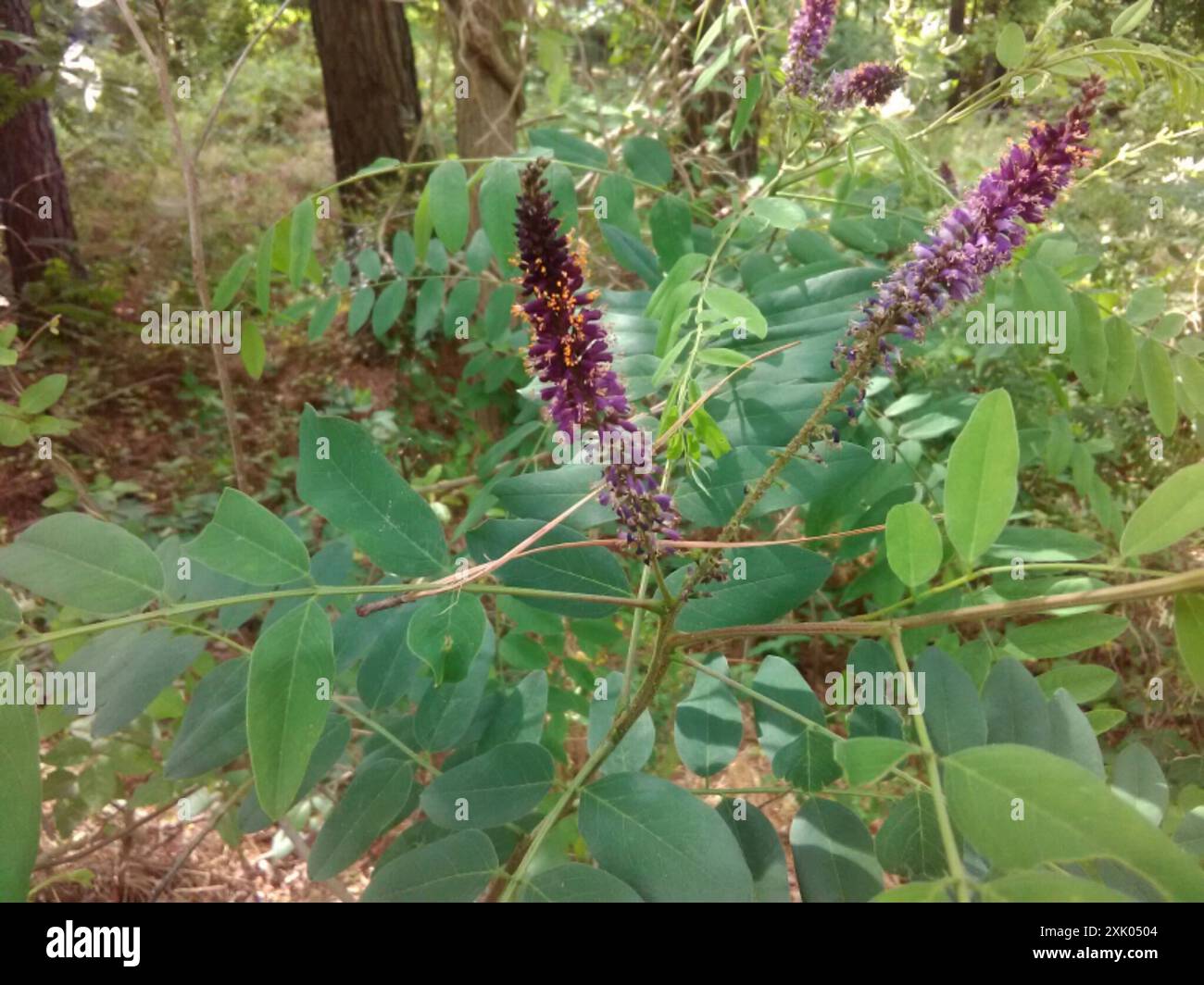 false indigo bush (Amorpha fruticosa) Plantae Stock Photo - Alamy