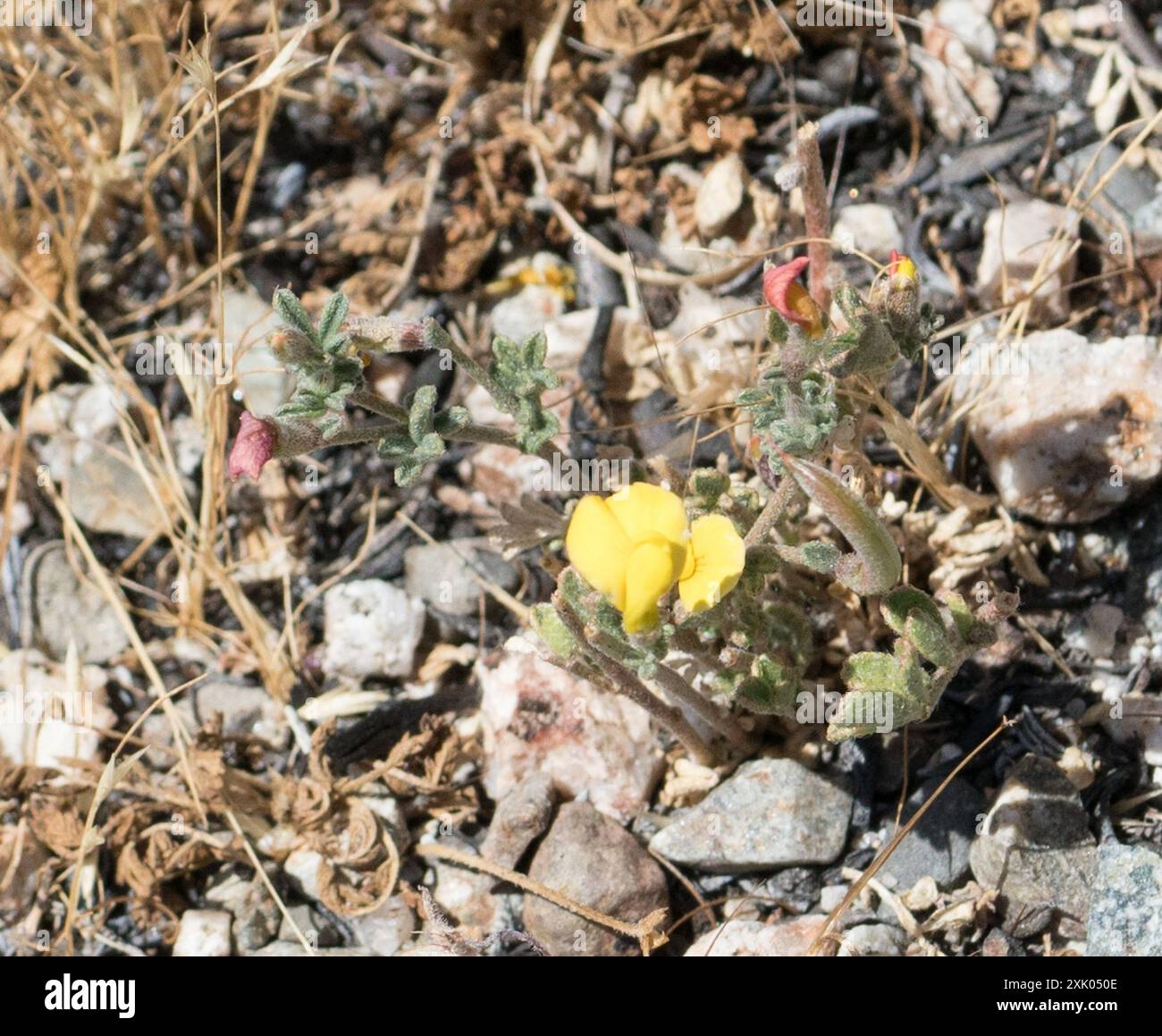 strigose lotus (Acmispon strigosus) Plantae Stock Photo - Alamy