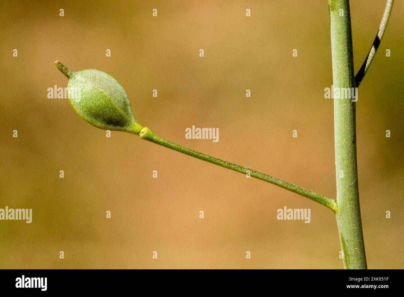 littlepod false flax (Camelina microcarpa) Plantae Stock Photo - Alamy