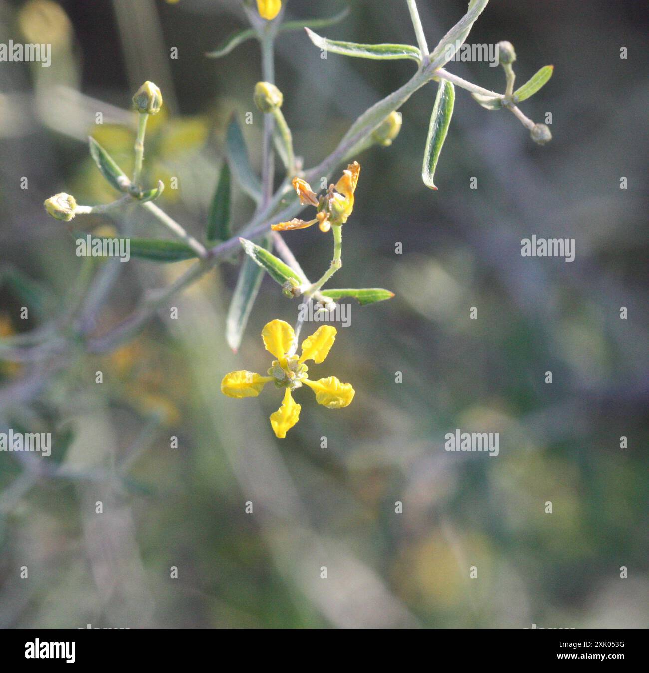 slender janusia (Janusia gracilis) Plantae Stock Photo - Alamy
