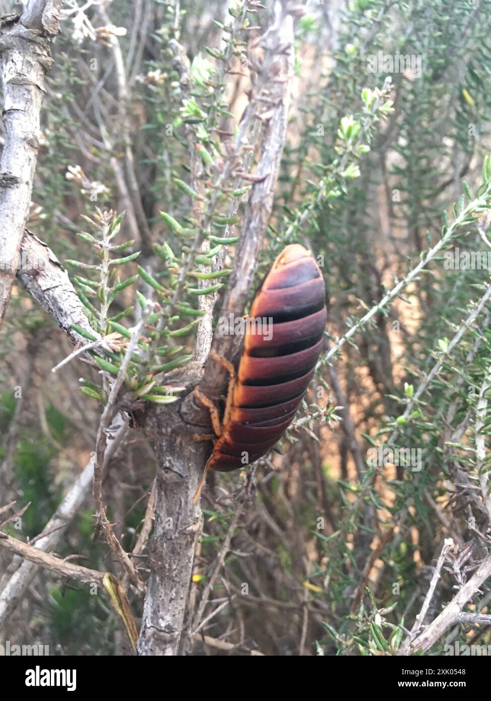 Cape Mountain Cockroach (Aptera fusca) Insecta Stock Photo - Alamy