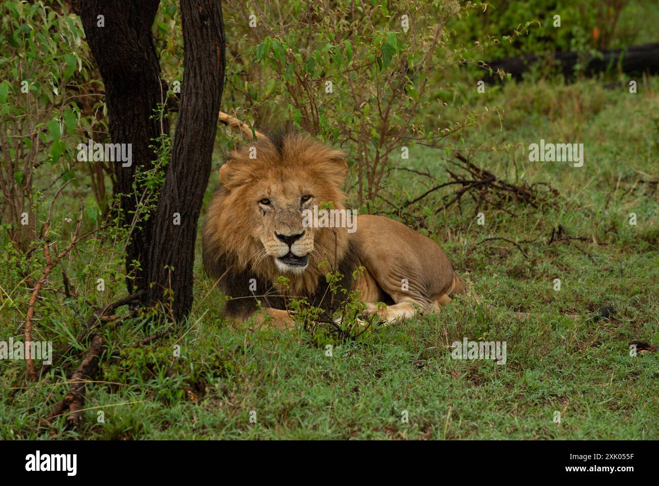 Fiber lion hi-res stock photography and images - Alamy