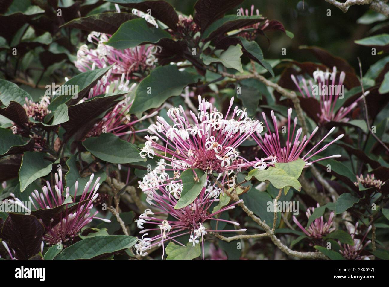Starburst Bush (Clerodendrum quadriloculare) Plantae Stock Photo - Alamy