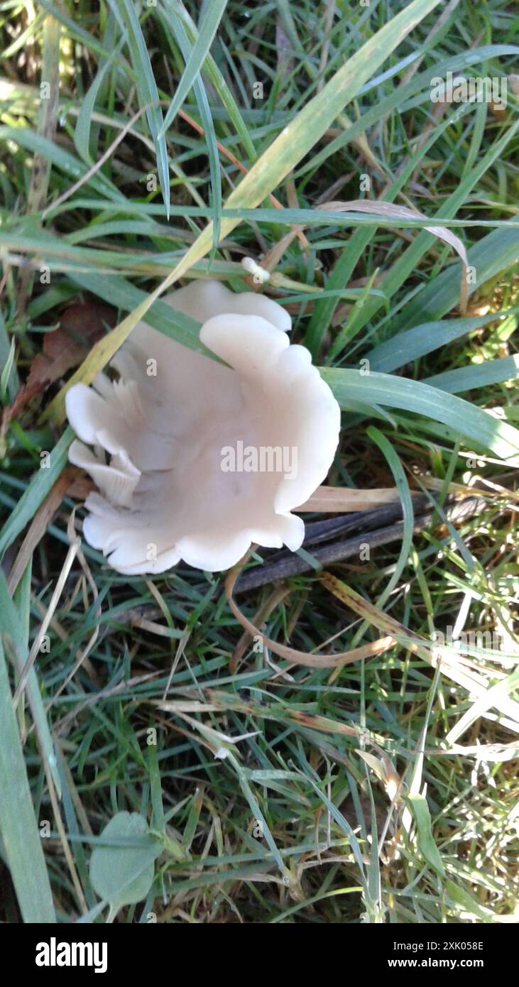 Omphalotaceae hi-res stock photography and images - Alamy