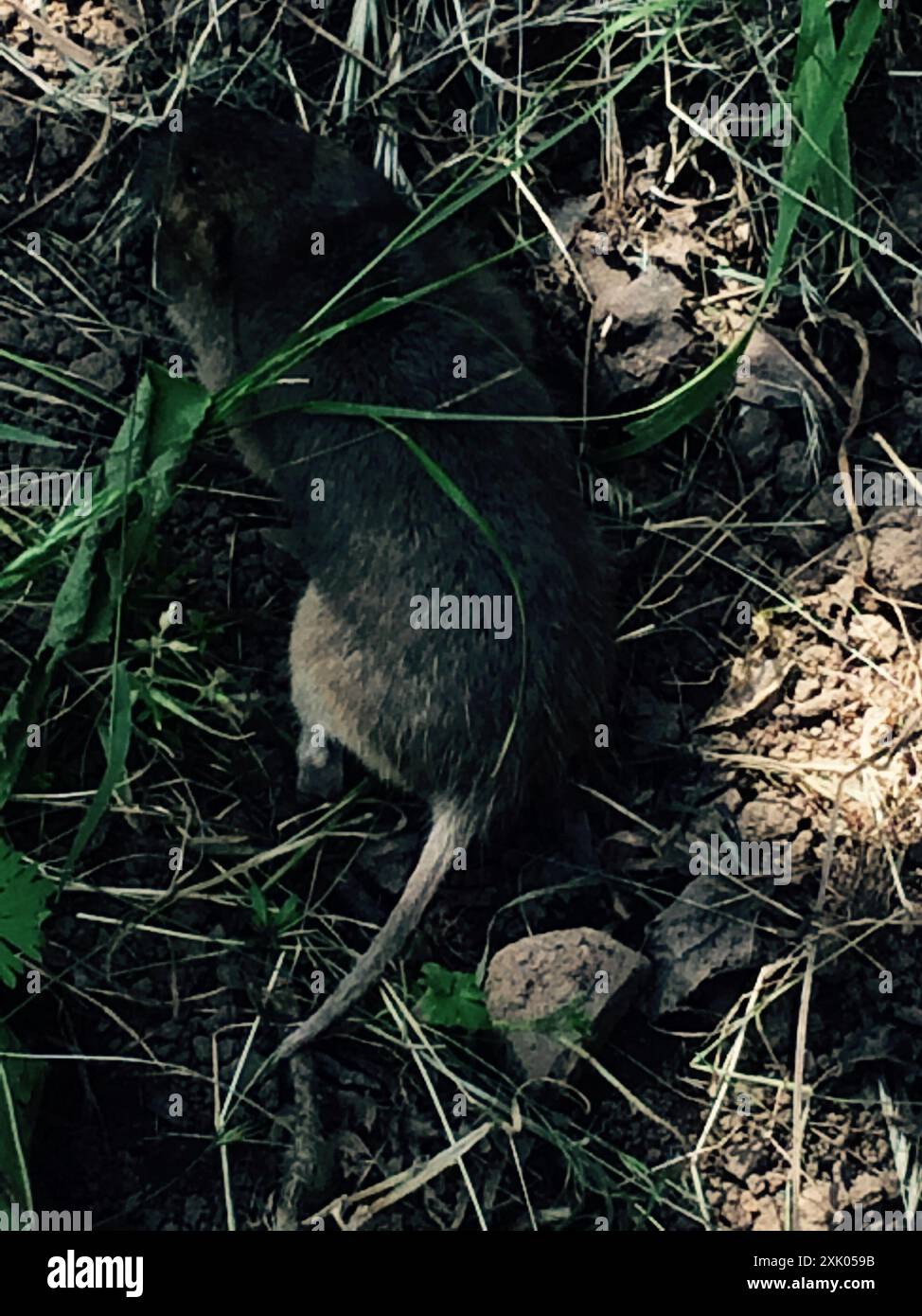 Rodents (Rodentia) Mammalia Stock Photo - Alamy