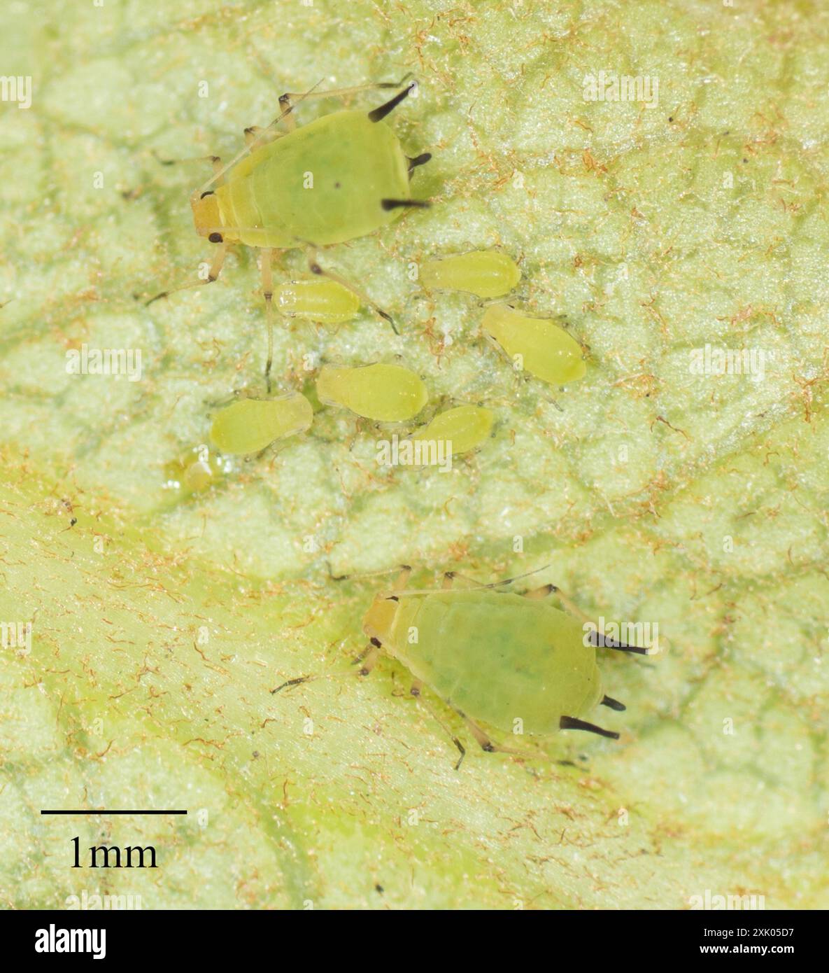 Spiraea Aphid (Aphis spiraecola) Insecta Stock Photo - Alamy