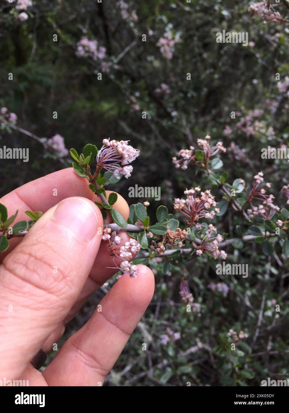 Buckbrush (Ceanothus cuneatus) Plantae Stock Photo - Alamy