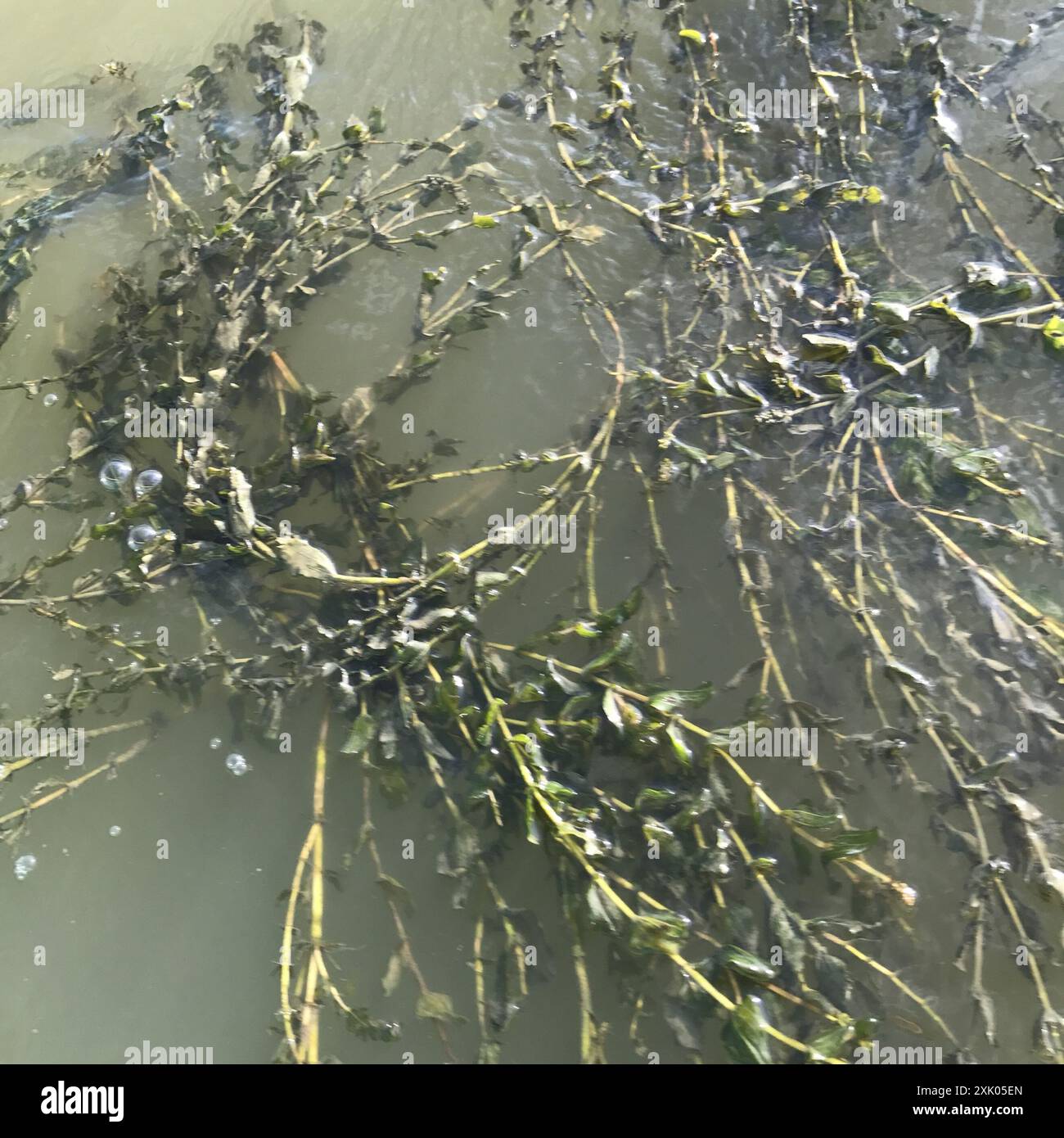 Perfoliate Pondweed (Potamogeton perfoliatus) Plantae Stock Photo - Alamy