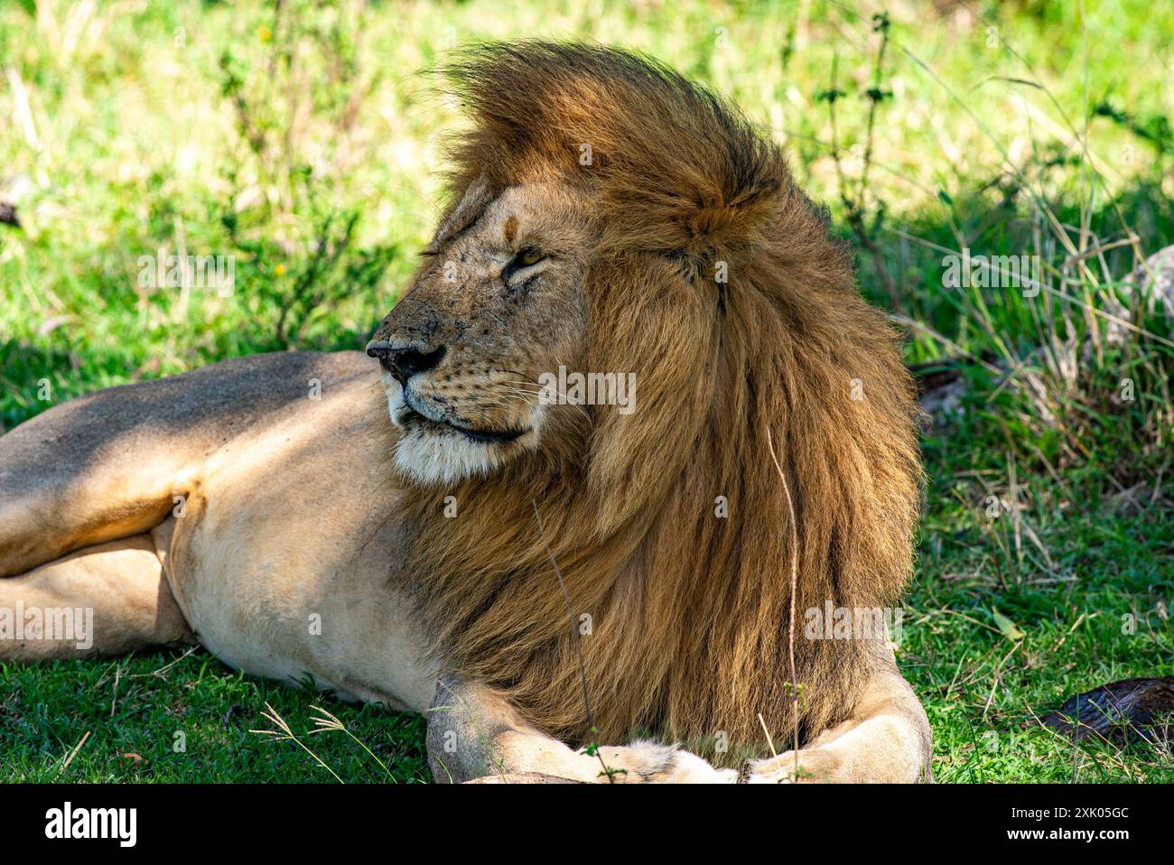 Kenyan Lions Kenya East Africa Stock Photo - Alamy