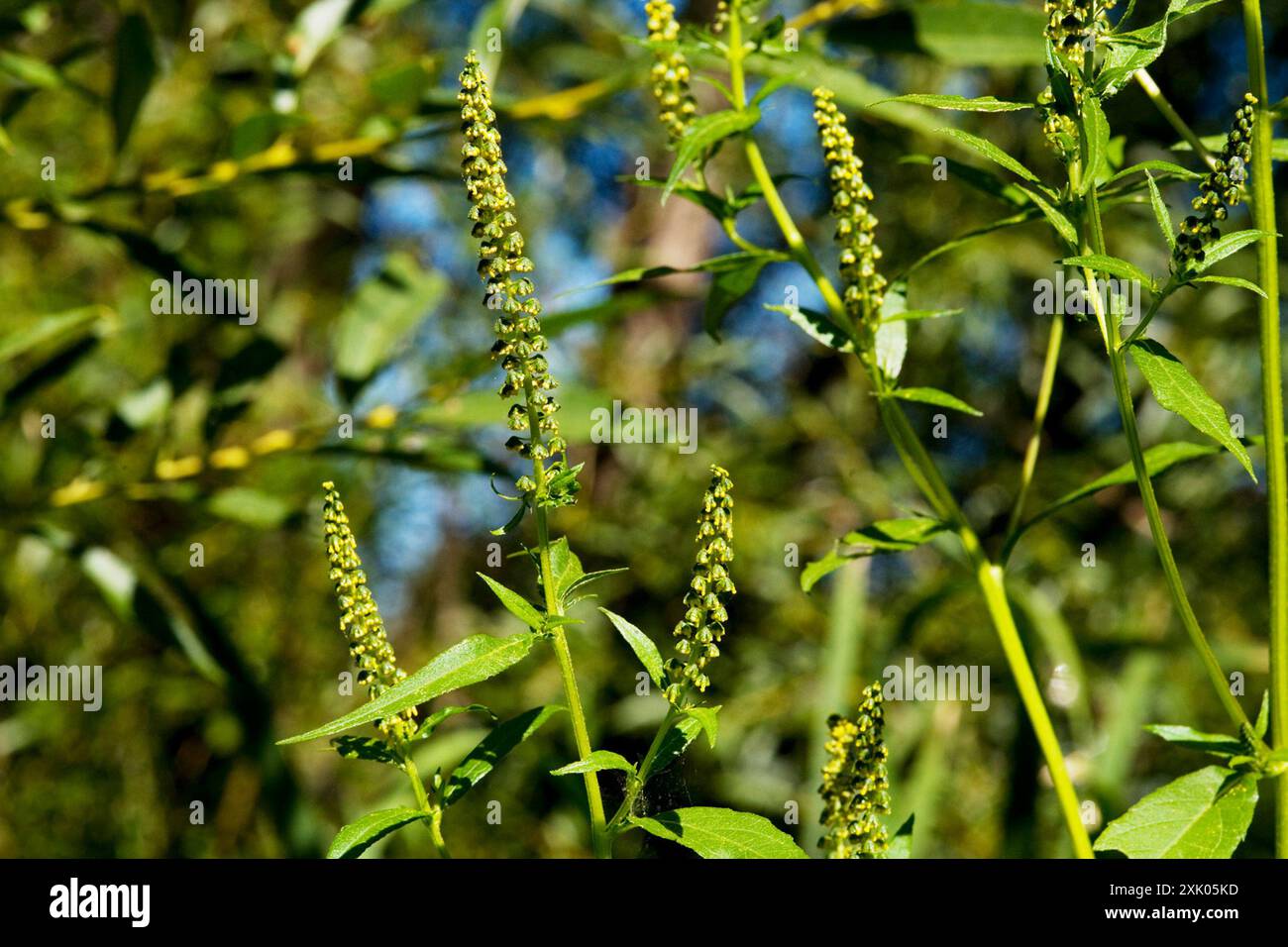 giant ragweed (Ambrosia trifida) Plantae Stock Photo - Alamy