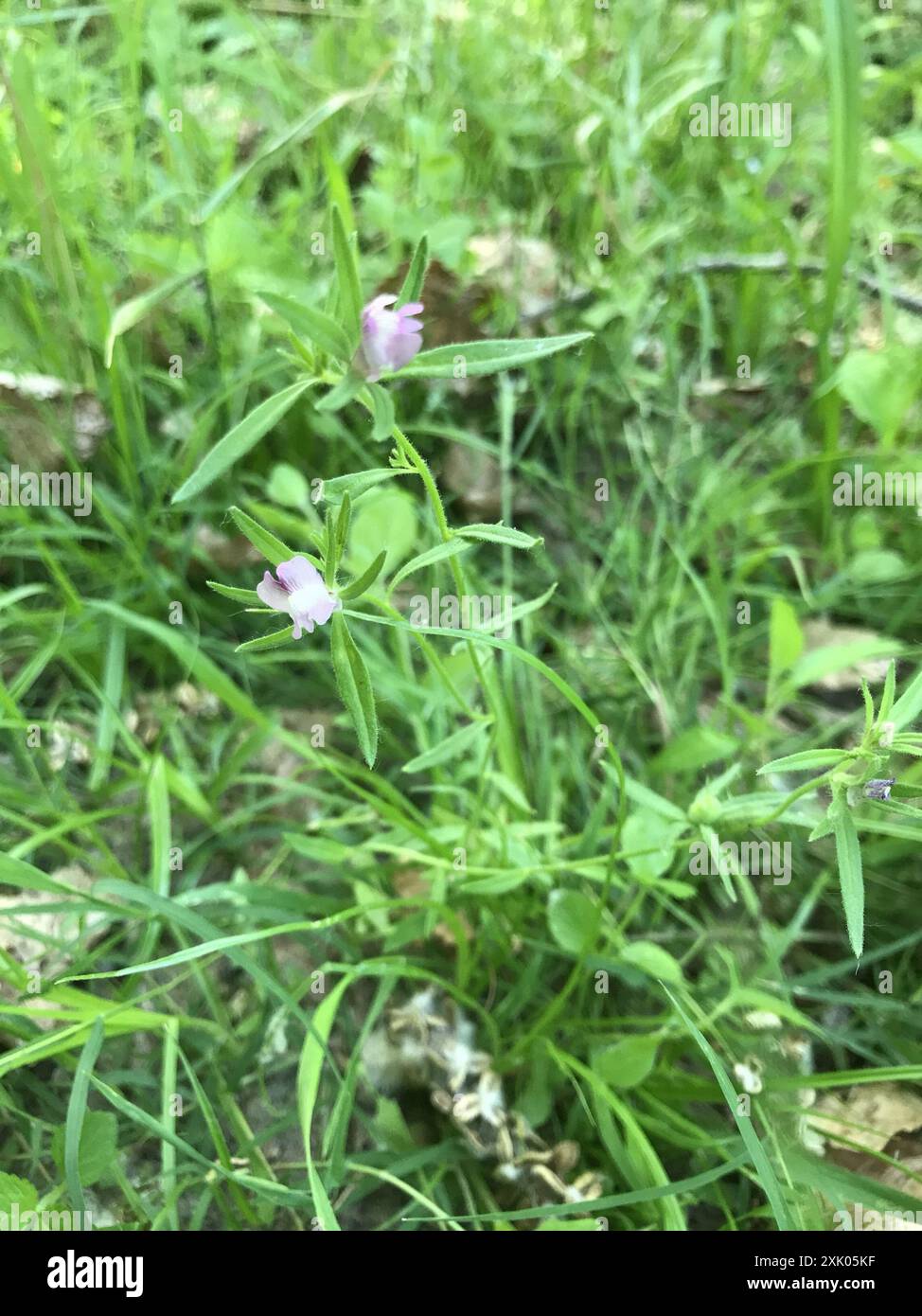 Weasel's-snout (Misopates orontium) Plantae Stock Photo - Alamy