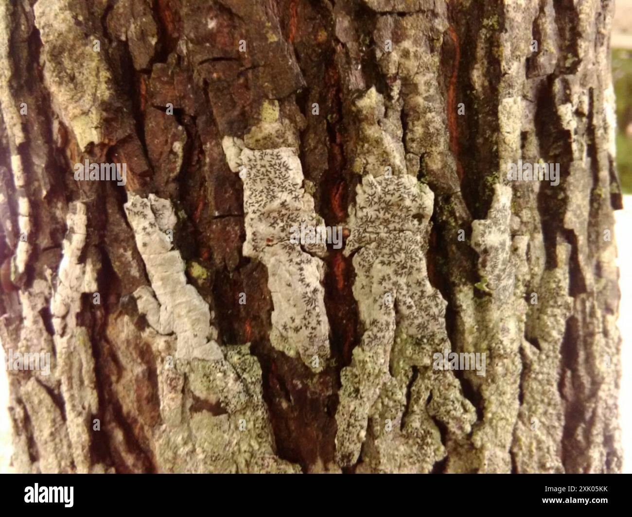 Common Script Lichen (Graphis scripta) Fungi Stock Photo - Alamy