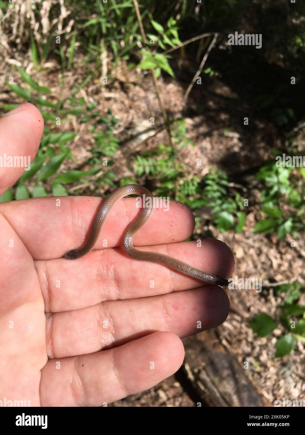 Tantilla snake hi-res stock photography and images - Alamy