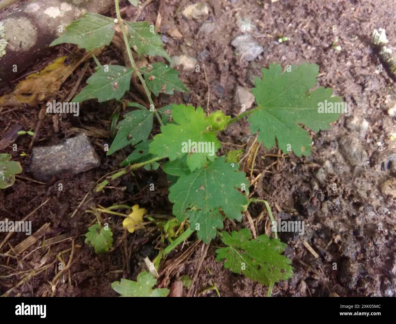 Carolina Bristlemallow (Modiola caroliniana) Plantae Stock Photo - Alamy