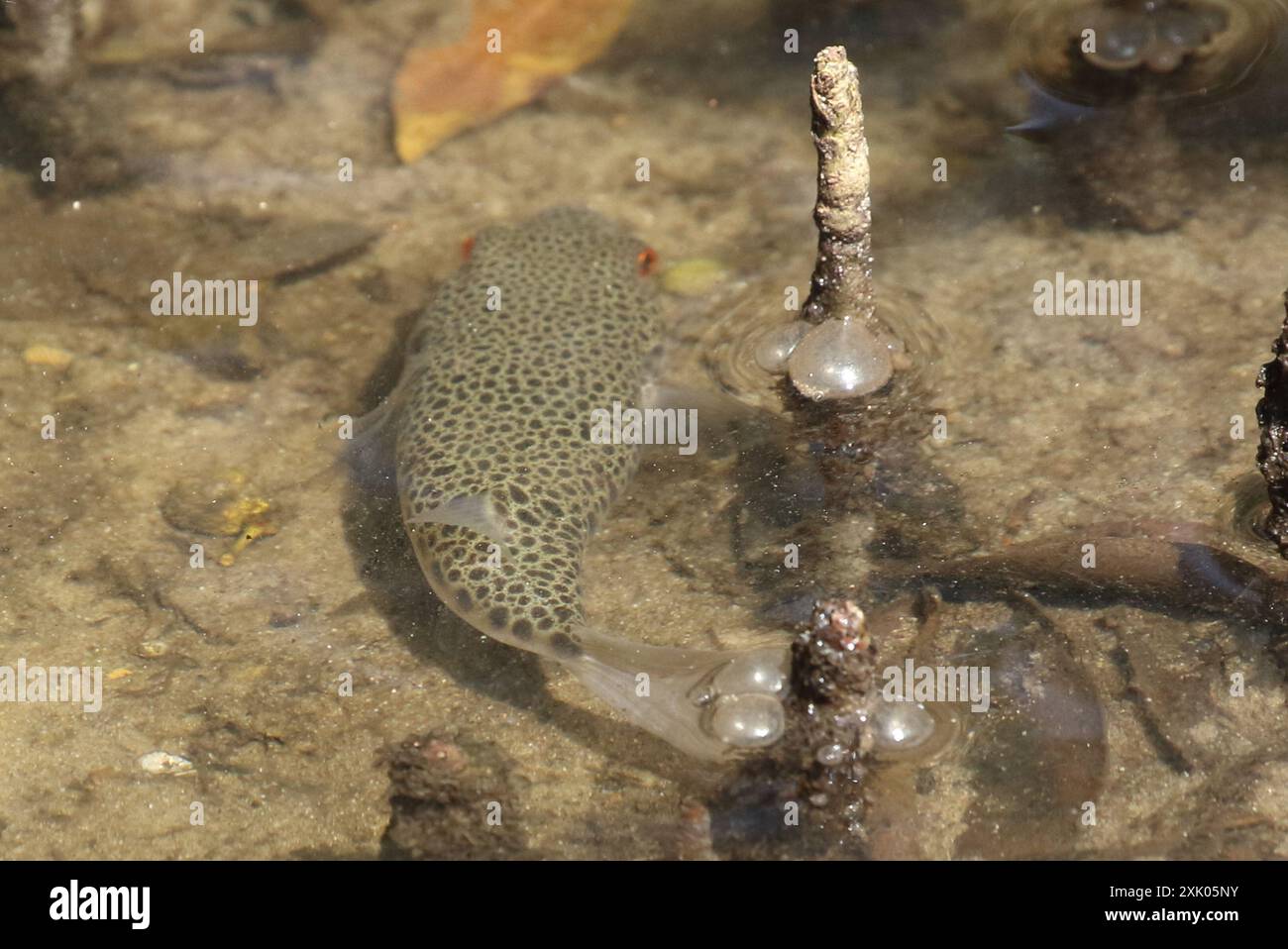 Common Toadfish (Tetractenos hamiltoni) Actinopterygii Stock Photo - Alamy