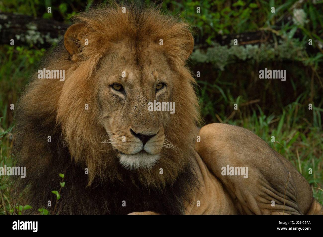 Kenyan Lions Kenya East Africa Stock Photo - Alamy