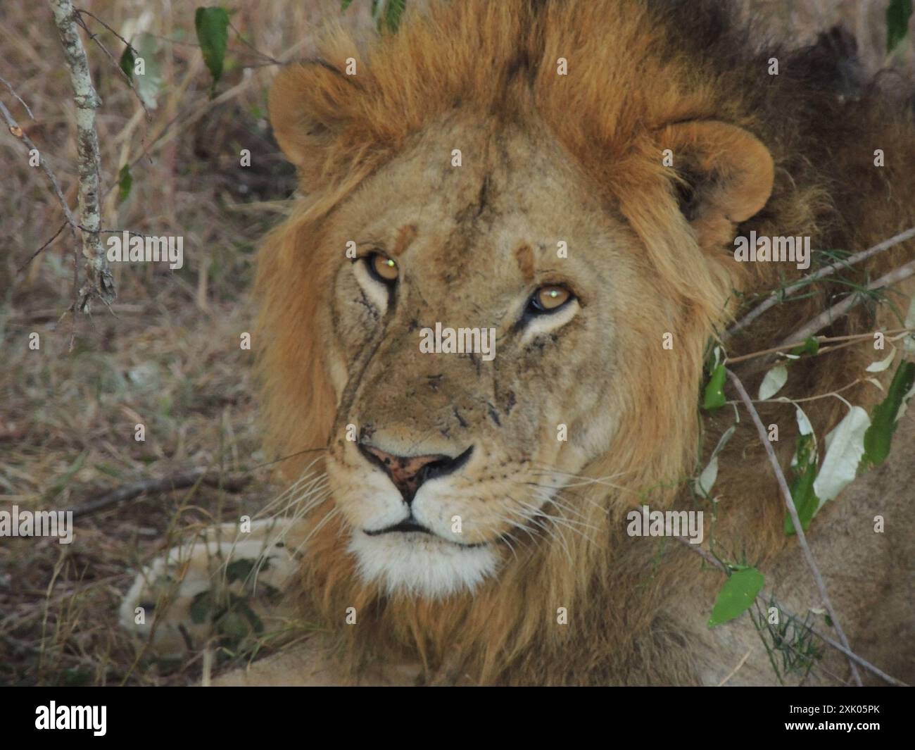 Kenyan Lions Kenya East Africa Stock Photo - Alamy