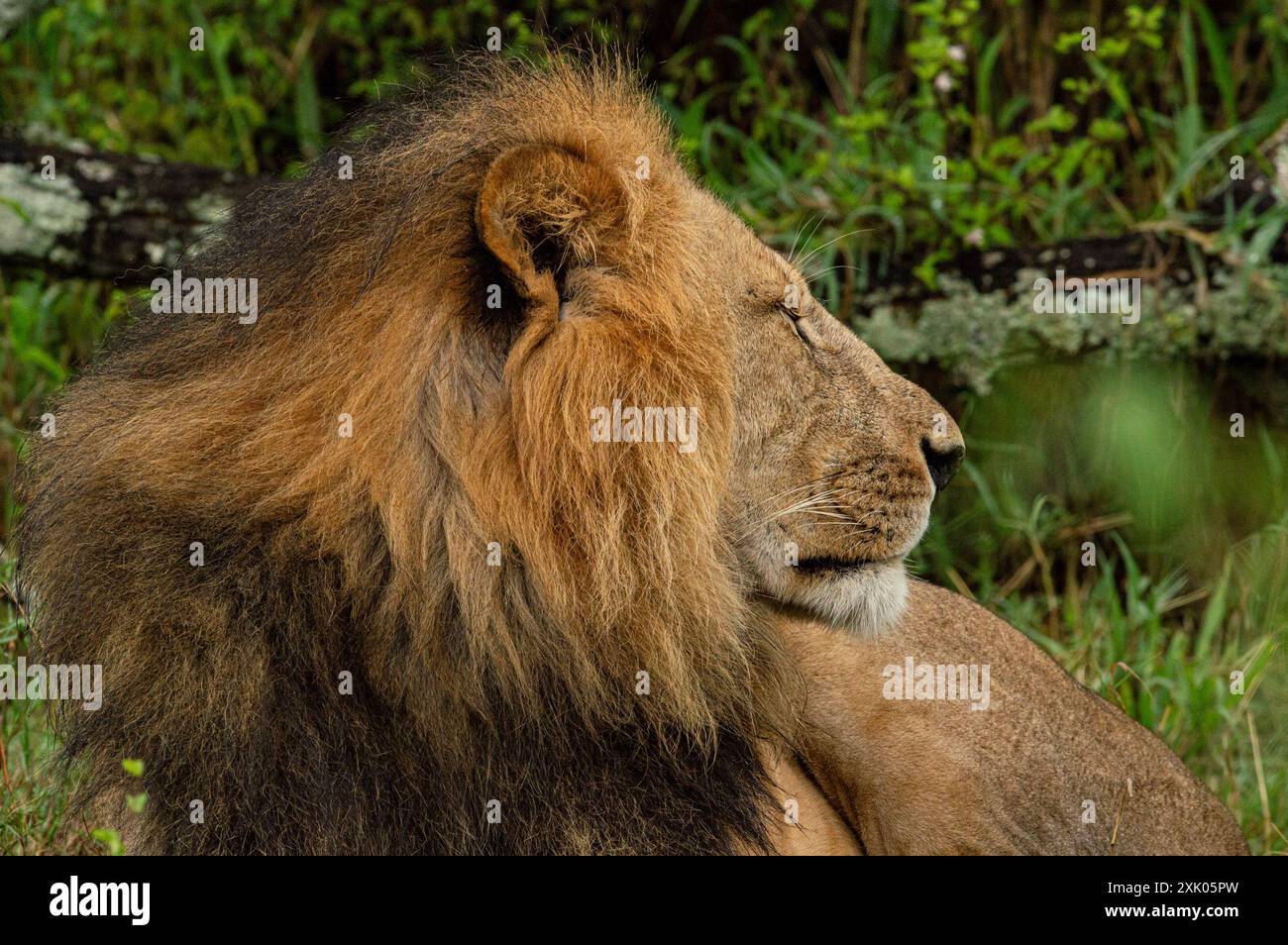 Kenyan Lions Kenya East Africa Stock Photo - Alamy