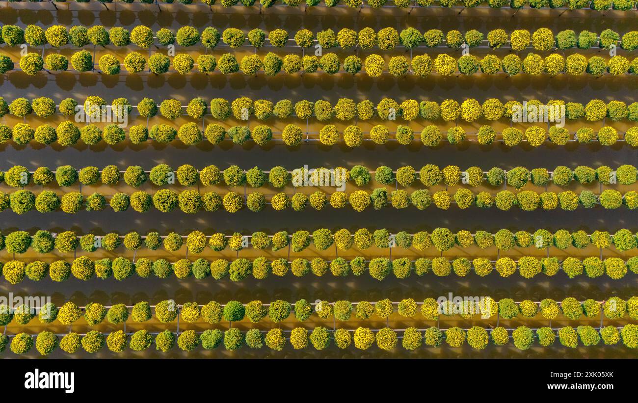 Aerial view of Sa Dec flower garden in Dong Thap province, Vietnam. It ...