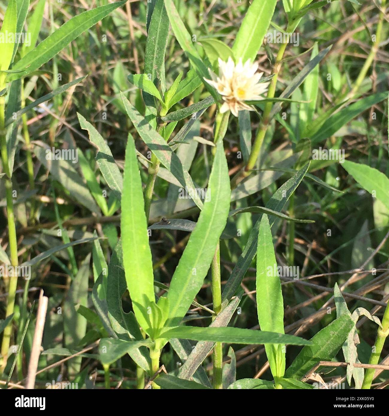 Alligatorweed (Alternanthera philoxeroides) Plantae Stock Photo - Alamy