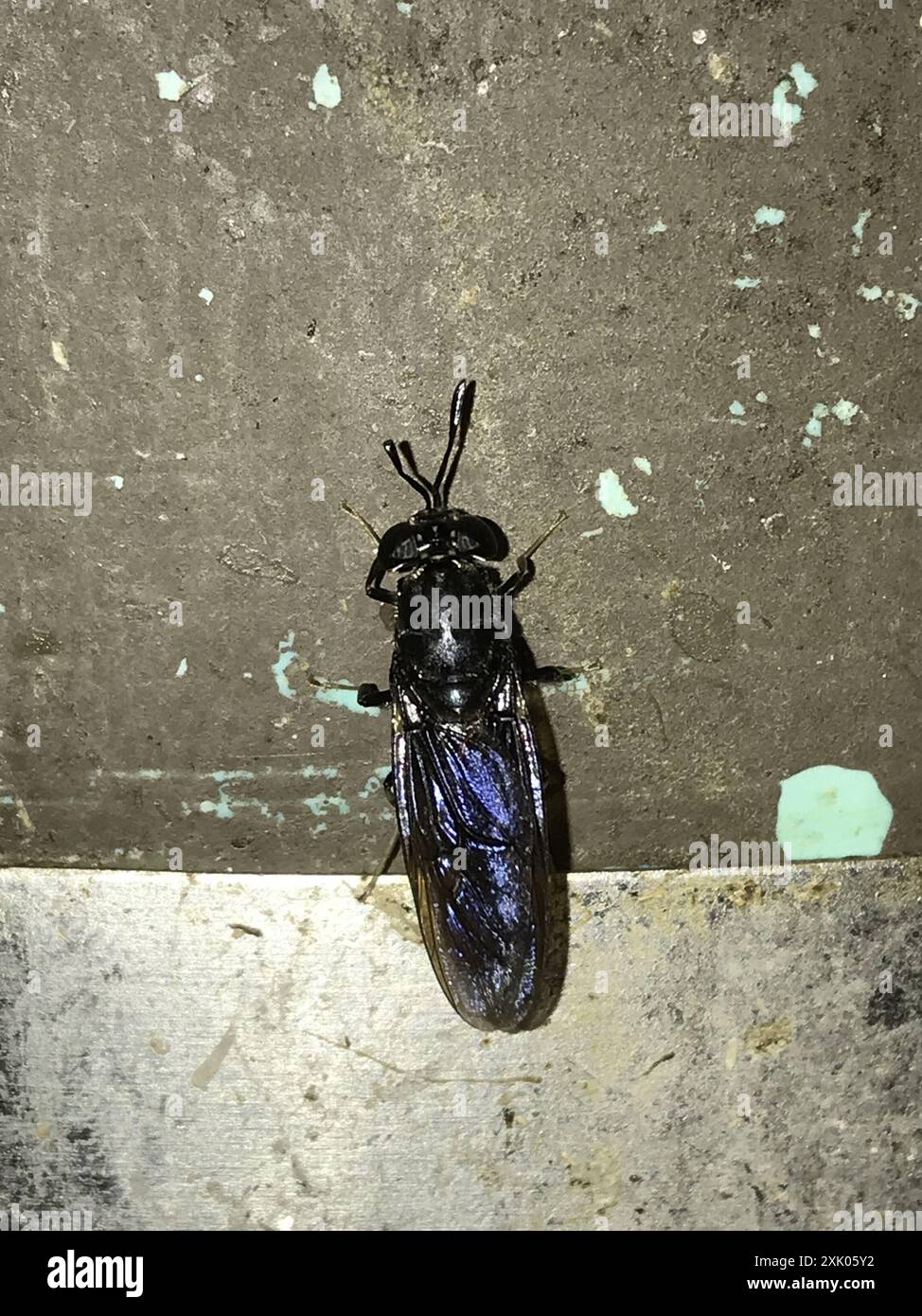 Black Soldier Fly (Hermetia illucens) Insecta Stock Photo - Alamy