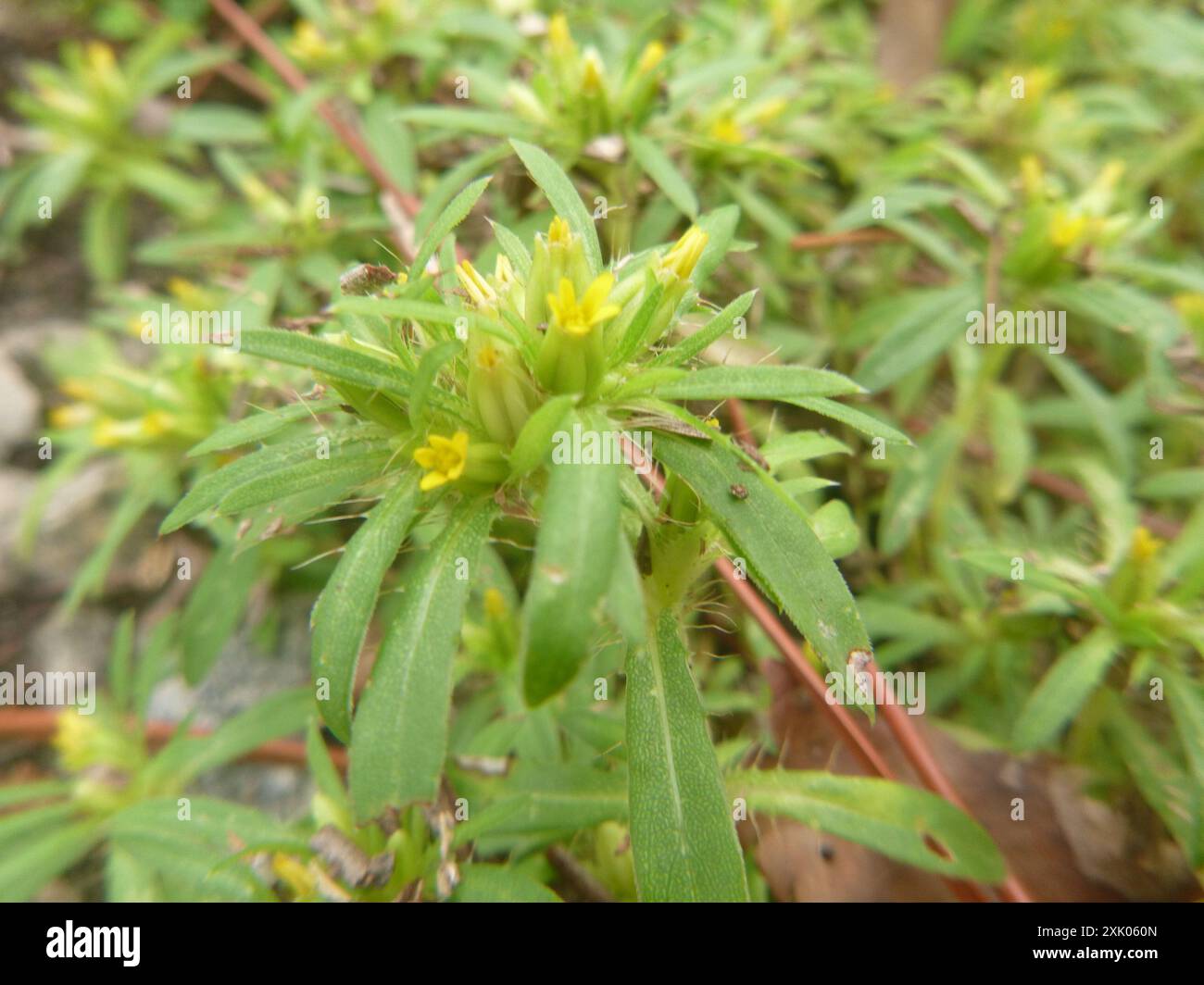 Spreading chinchweed (Pectis prostrata) Plantae Stock Photo - Alamy