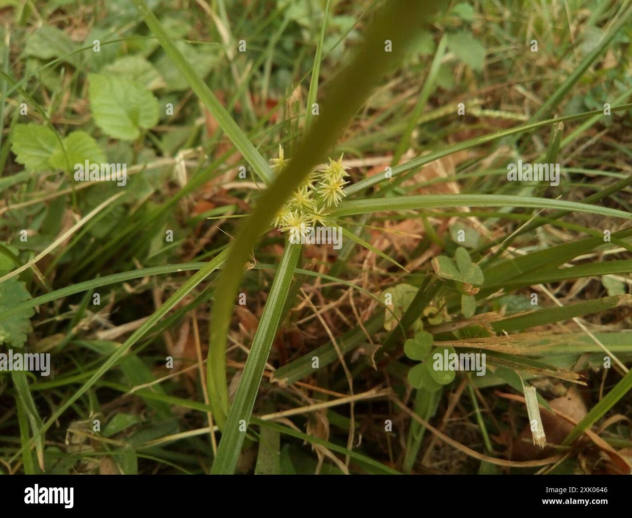 Baldwin's Flatsedge (Cyperus croceus) Plantae Stock Photo - Alamy