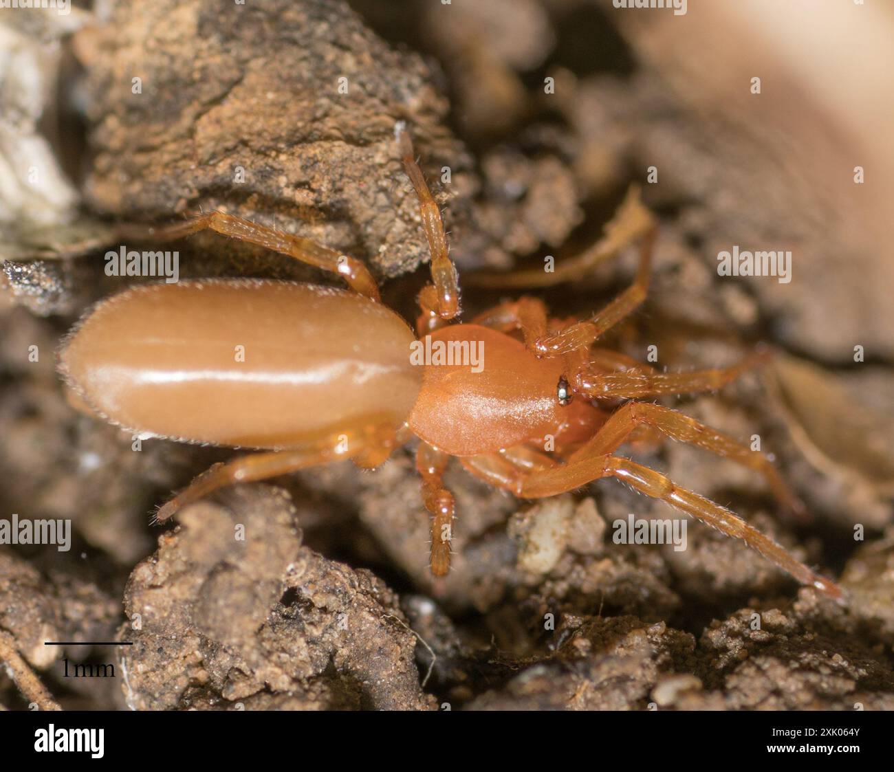 Woodlouse Spider (Dysdera crocata) Arachnida Stock Photo - Alamy