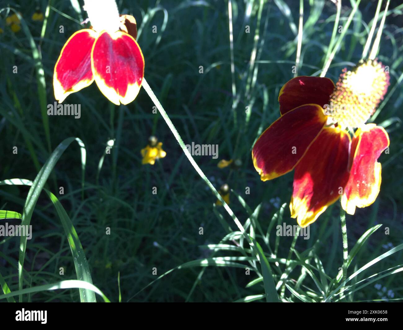 upright prairie coneflower (Ratibida columnifera) Plantae Stock Photo ...