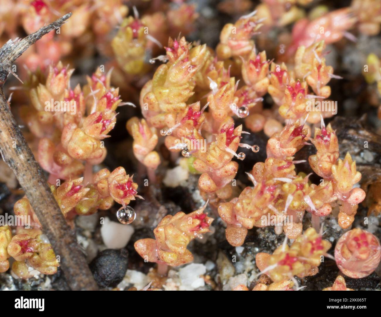 sand pygmyweed (Crassula connata) Plantae Stock Photo - Alamy