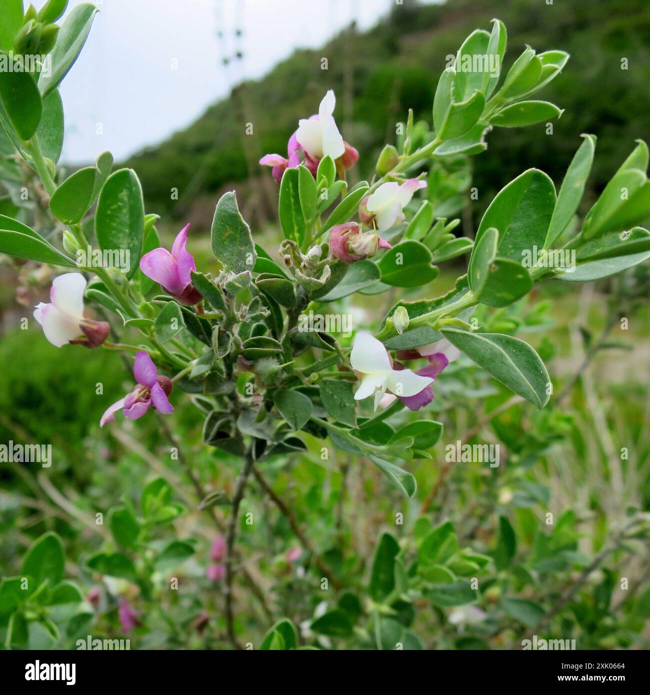 Myrtle Capesweetpea (Podalyria myrtillifolia) Plantae Stock Photo - Alamy
