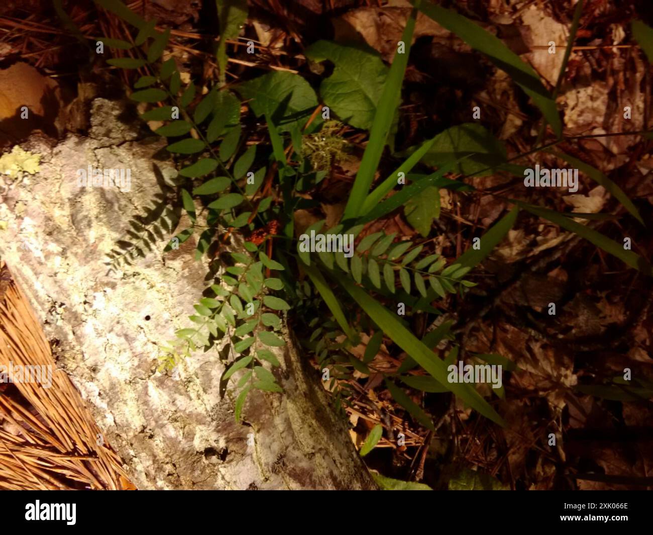 vascular plants (Tracheophyta) Plantae Stock Photo - Alamy