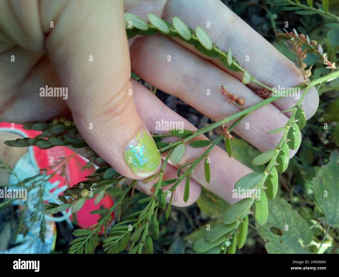 Chamberbitter (Phyllanthus urinaria) Plantae Stock Photo - Alamy