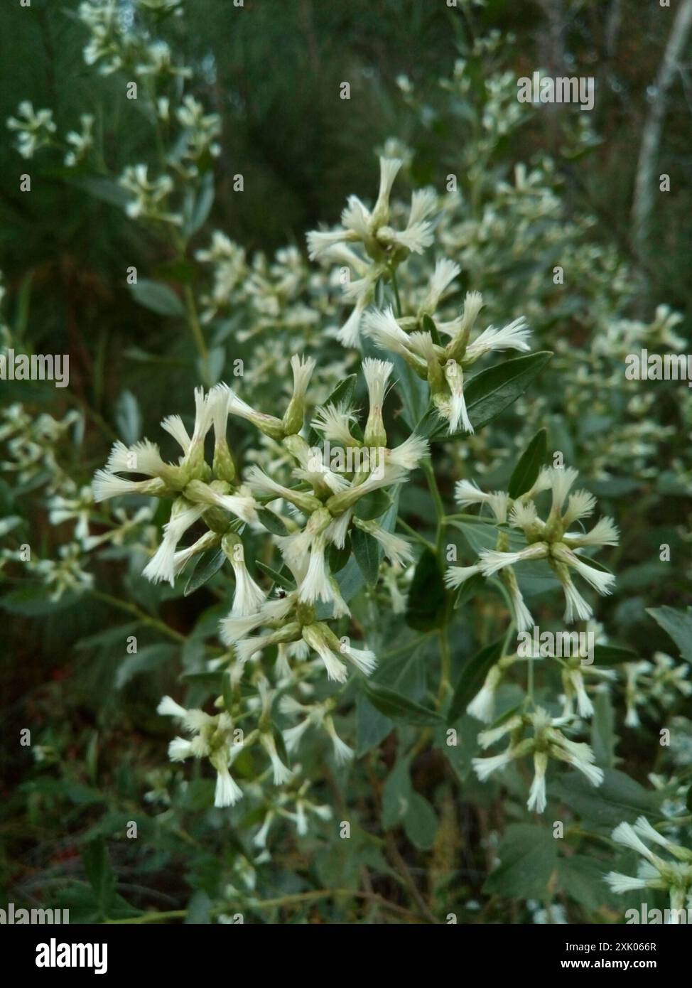 groundsel tree (Baccharis halimifolia) Plantae Stock Photo - Alamy