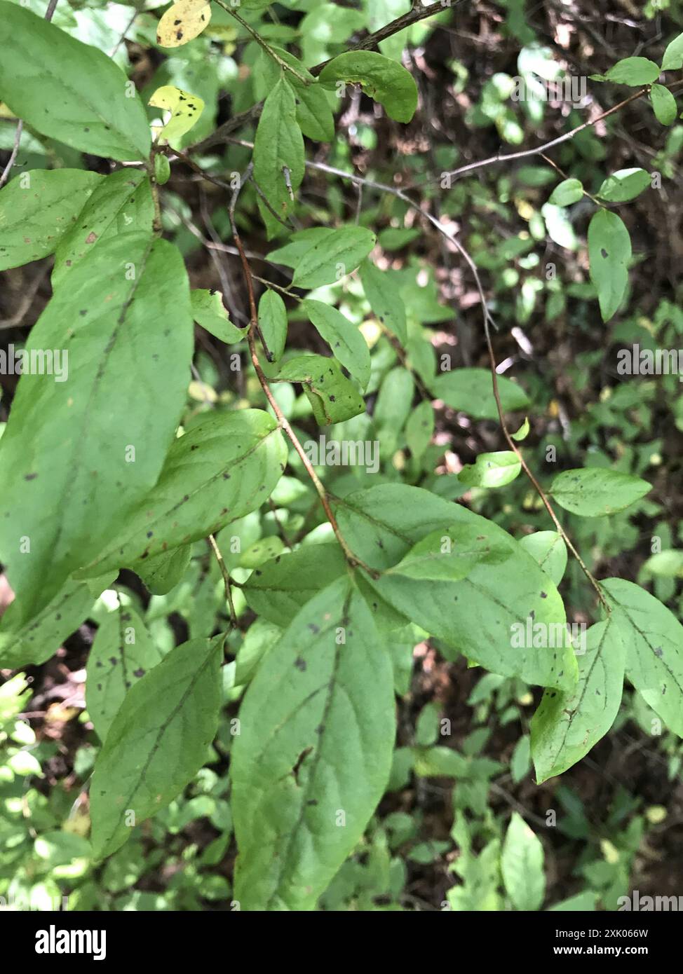bear huckleberry (Gaylussacia ursina) Plantae Stock Photo - Alamy