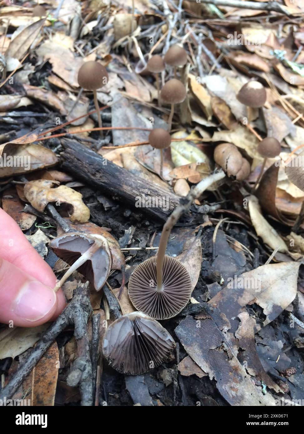 red edge brittlestem (Psathyrella corrugis) Fungi Stock Photo - Alamy
