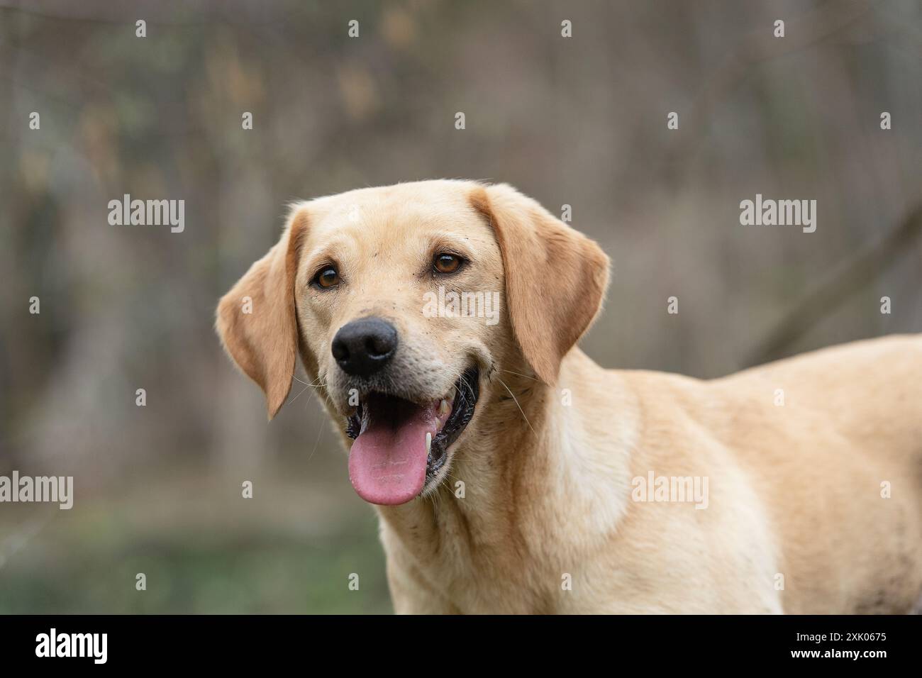 happy yellow Labrador Retriever Stock Photo - Alamy