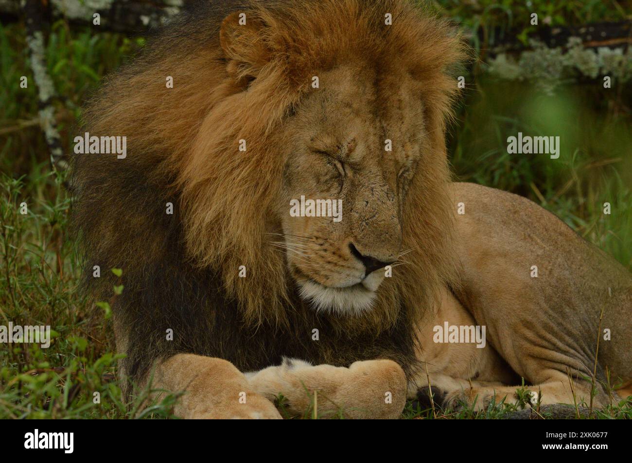 Kenyan Lions Kenya East Africa Stock Photo - Alamy