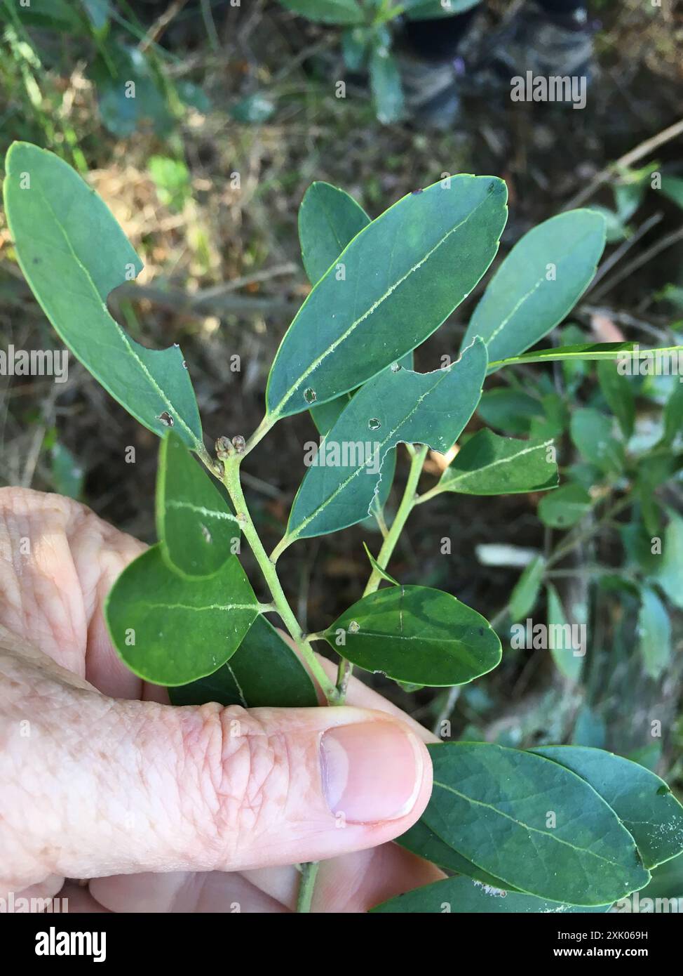 gallberry (Ilex glabra) Plantae Stock Photo - Alamy