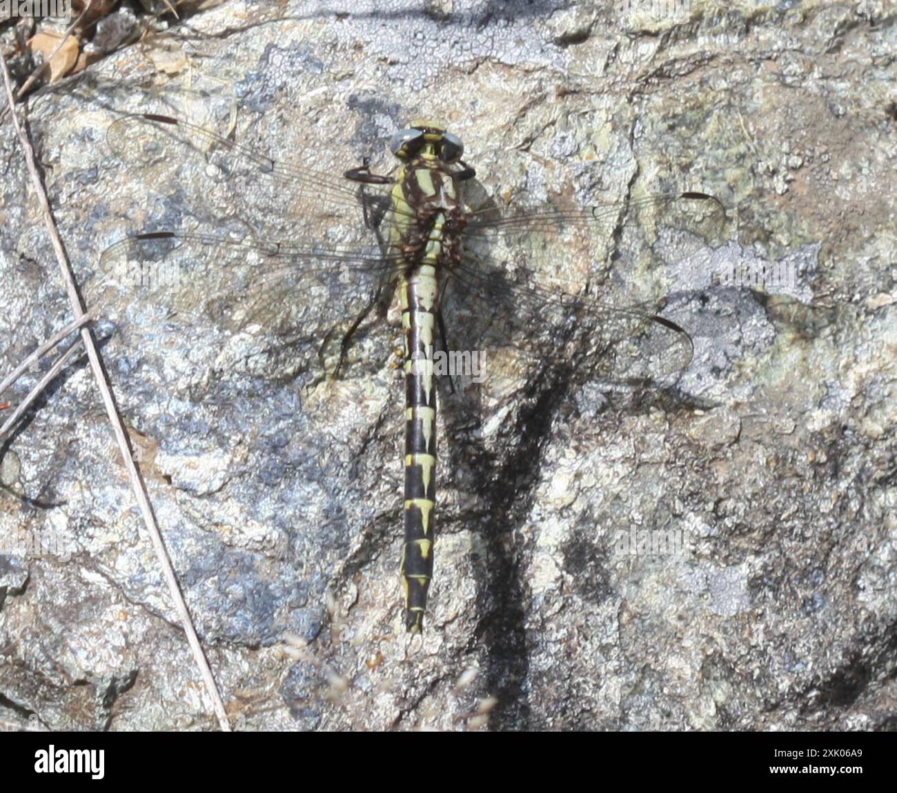Pacific Clubtail (Phanogomphus kurilis) Insecta Stock Photo - Alamy
