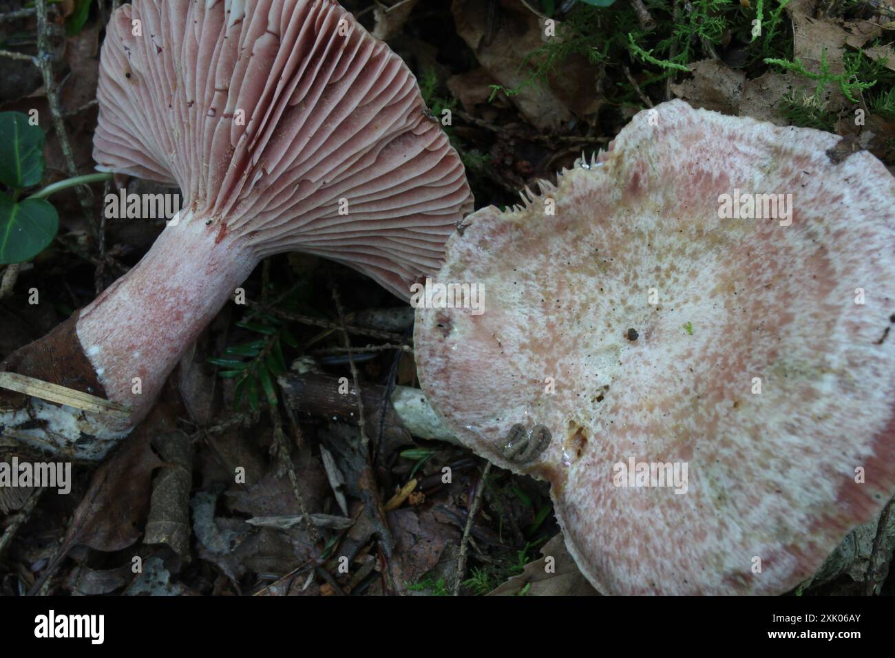 (Lactarius subpurpureus) Fungi Stock Photo - Alamy