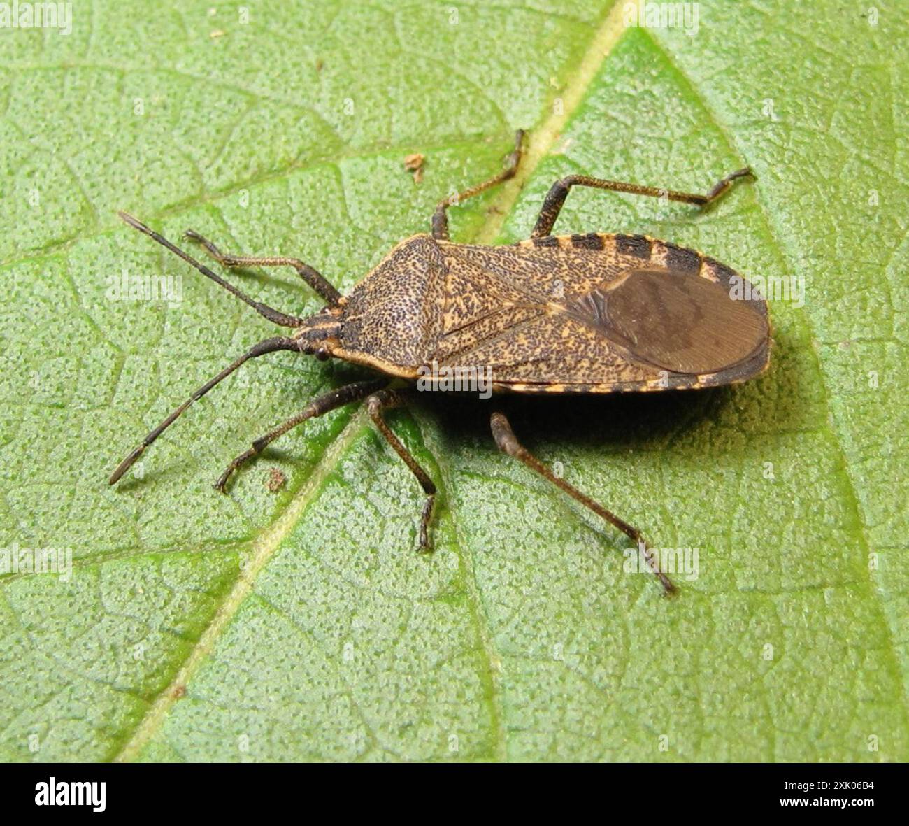 Squash Bug (Anasa tristis) Insecta Stock Photo - Alamy