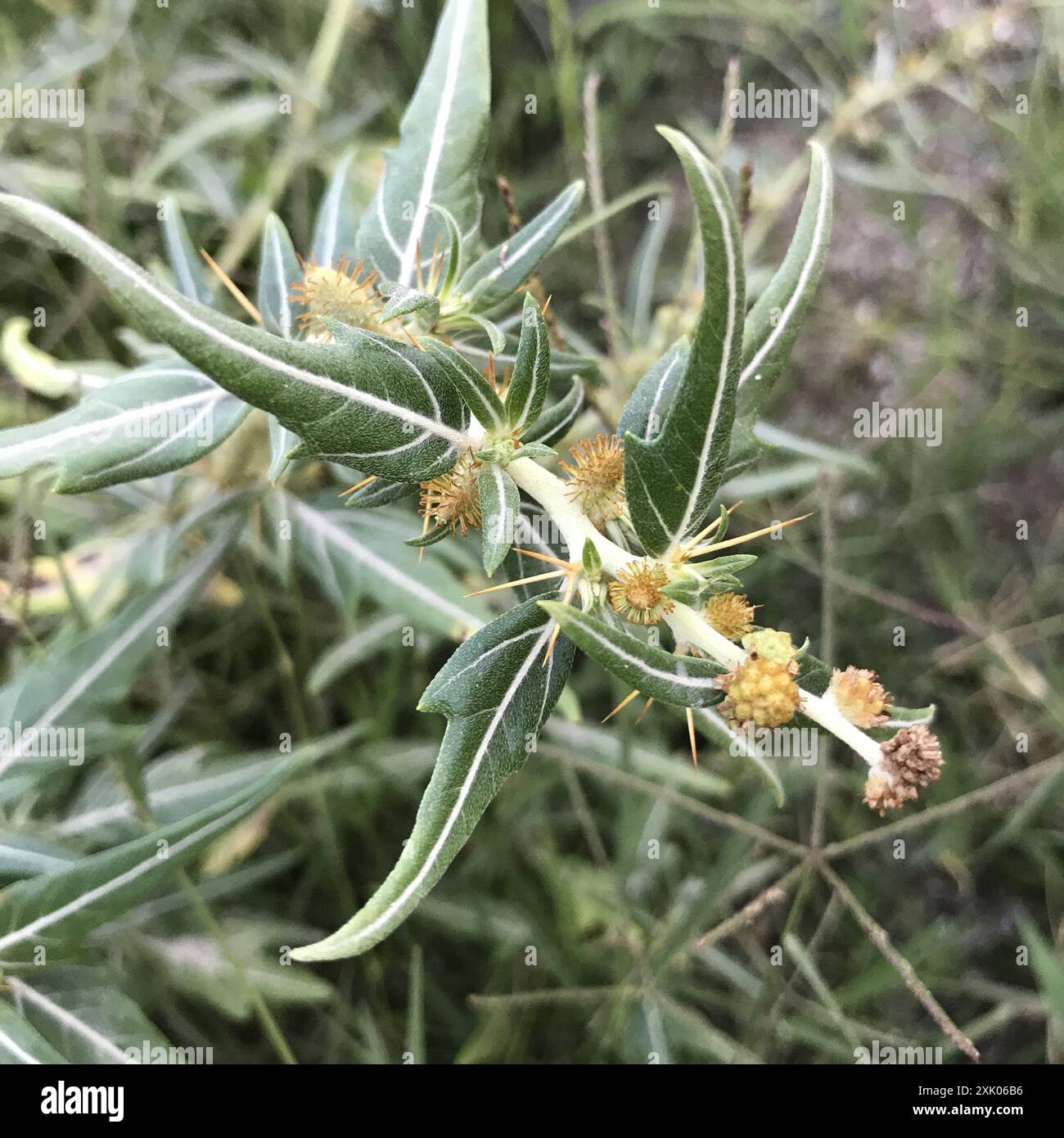 spiny cocklebur (Xanthium spinosum) Plantae Stock Photo - Alamy