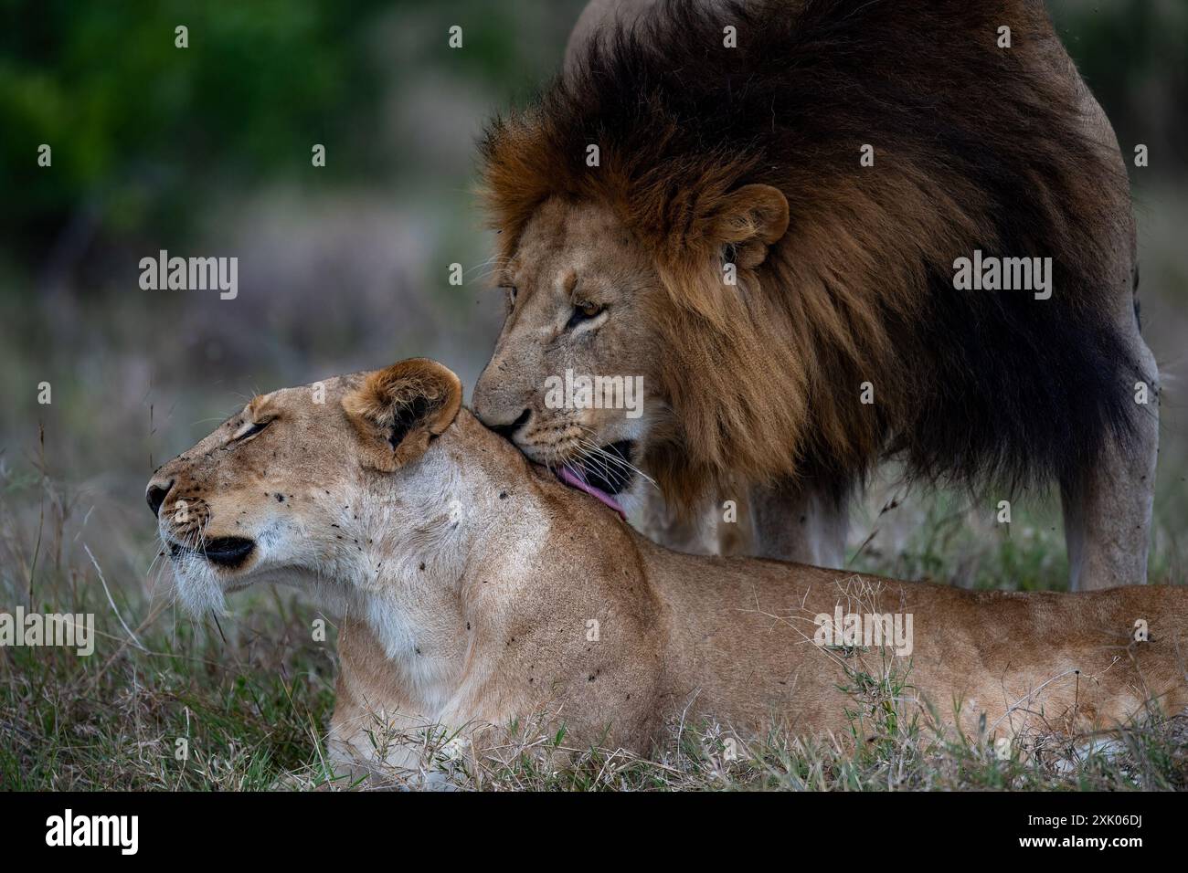 Kenyan Lions Kenya East Africa Stock Photo - Alamy