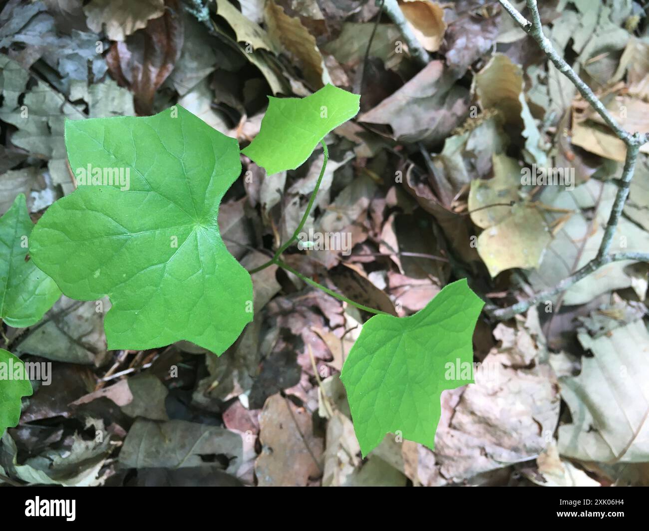 moonseed (Menispermum canadense) Plantae Stock Photo - Alamy