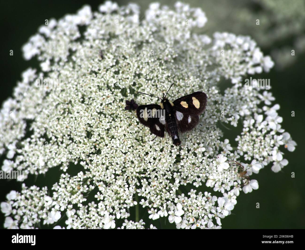 Eight-spotted Forester Moth (Alypia octomaculata) Insecta Stock Photo ...